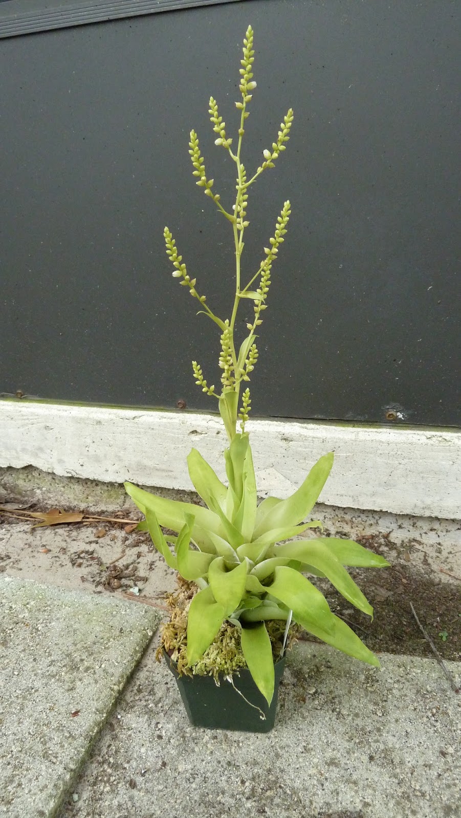 Hooray! Plants!: Edited: Catopsis morreniana (Originally Catopsis ...