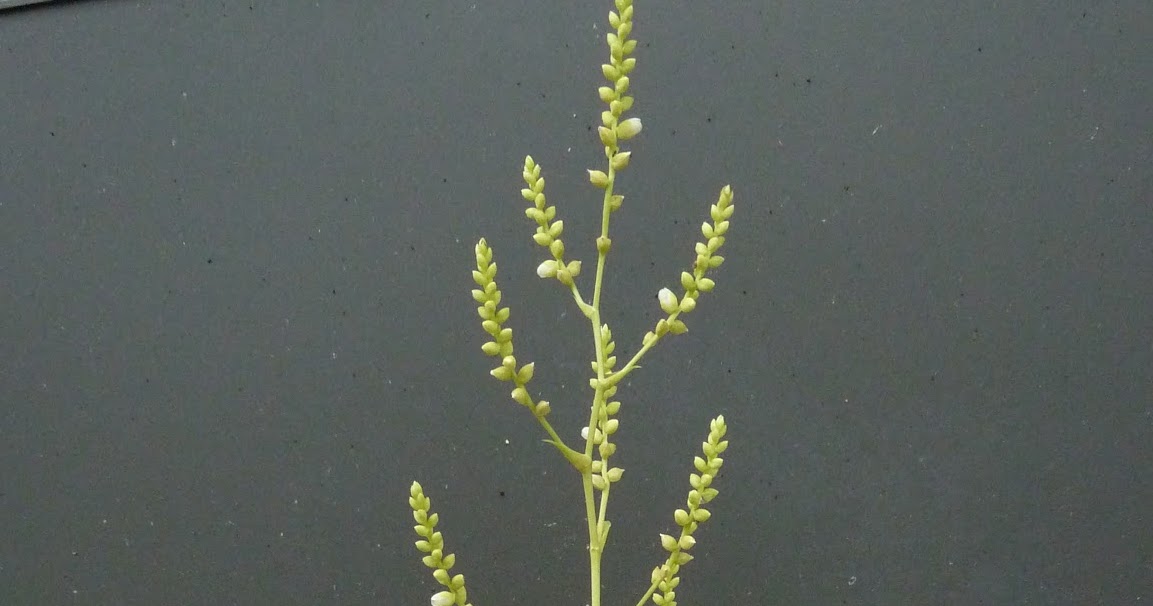 Hooray! Plants!: Edited: Catopsis morreniana (Originally Catopsis ...