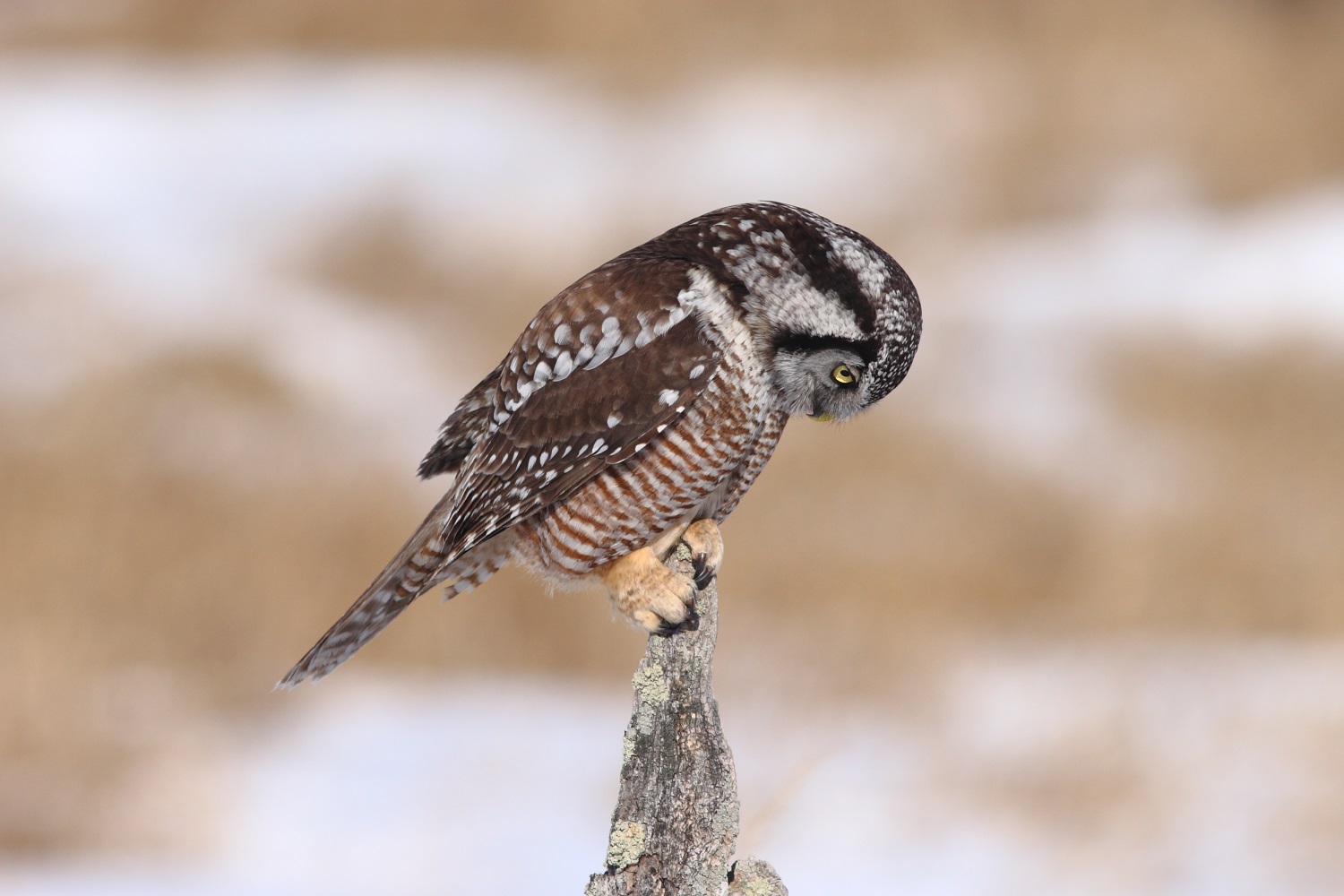 One Thousand Days in Nature: Perfect Perches, Part I