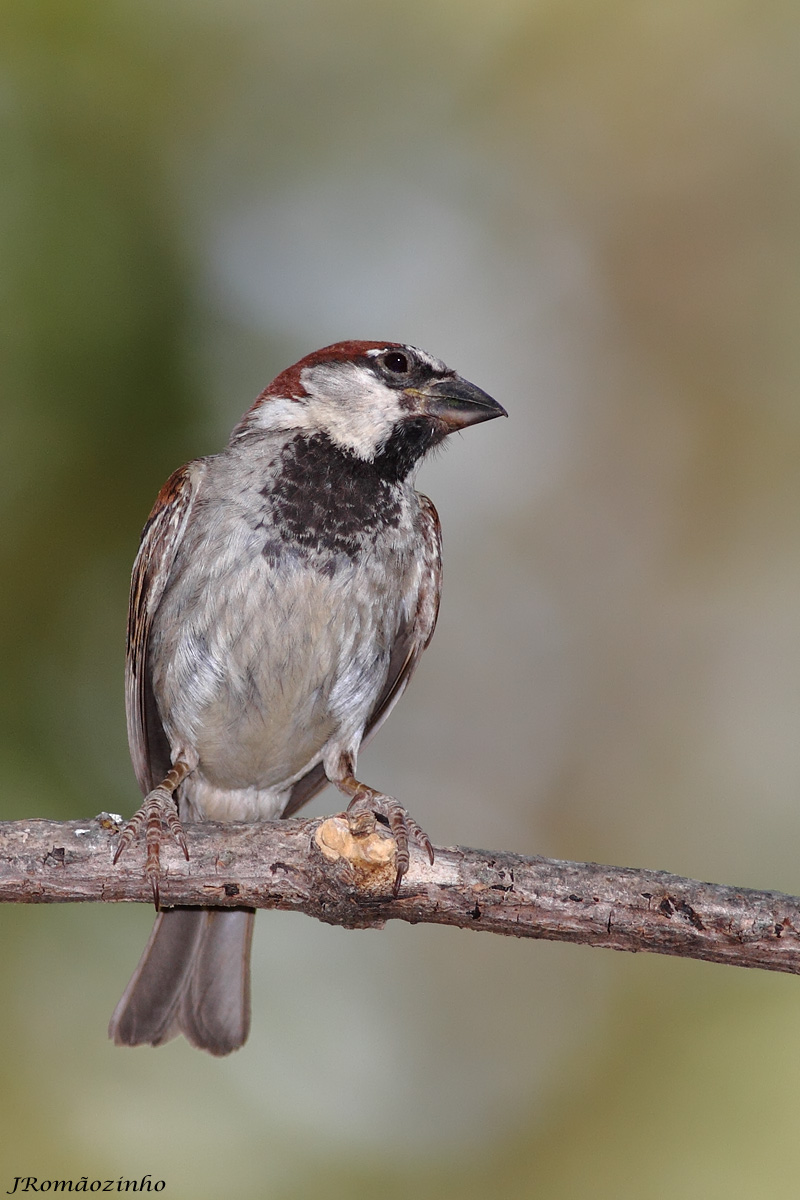 Pescador de aves: A família Pardal