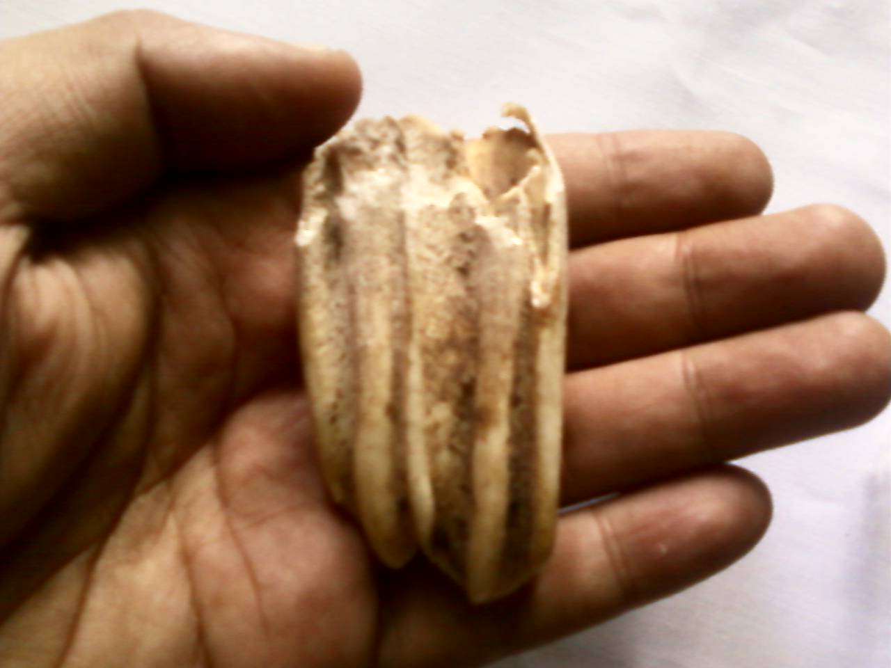 Benda Bertuah Indonesia: GIGI BADAK