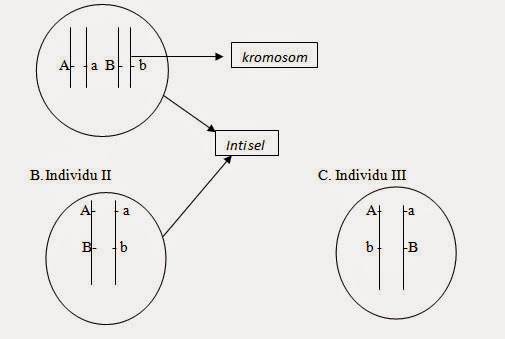 TAUTAN DAN PINDAH SILANG ~ Pak Gion