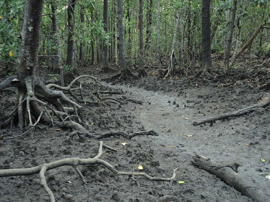 Queensland Coast: Creatures that Live in Logs in Mangrove Swamps