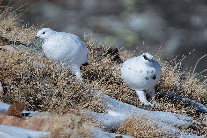 El Herrerillo: En busca de la perdiz nival (Lagopus muta)