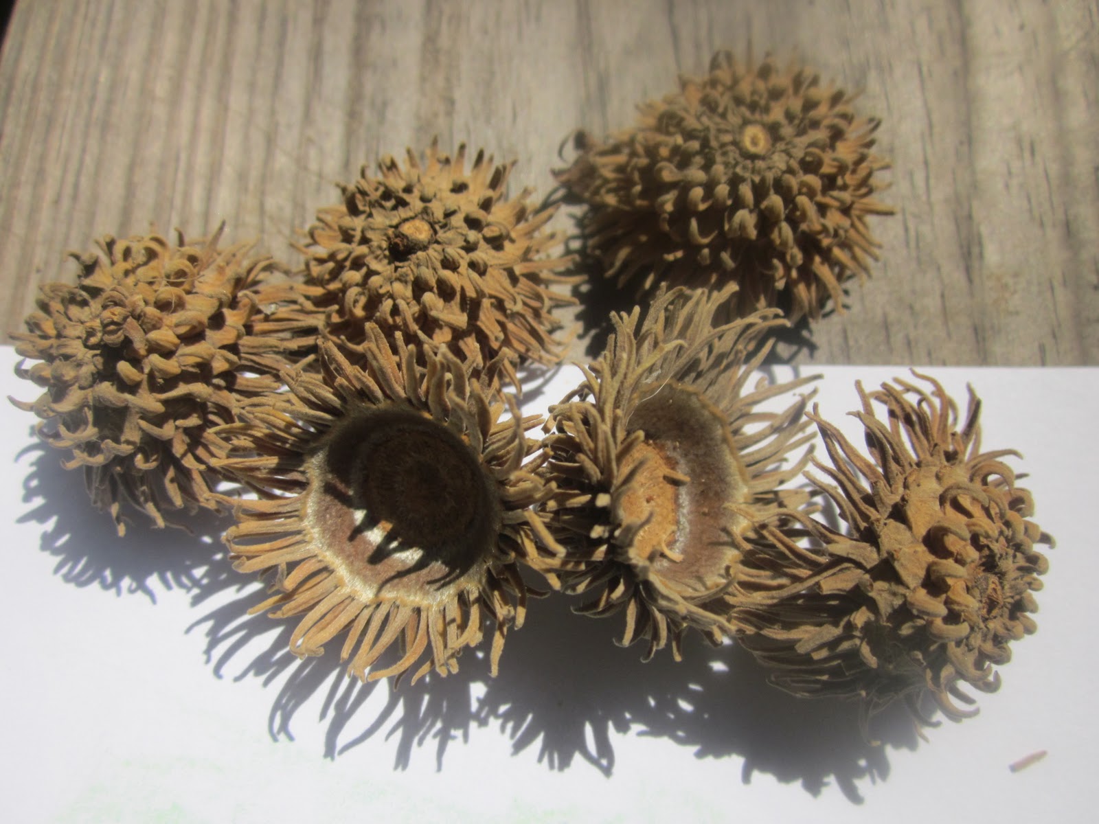 A Lifestyle of Learning: What's that? A Dwarf Chinkapin