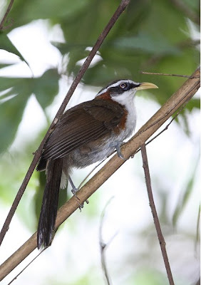 Sri Lankan Endemic Birds: Dhakathi Demalichcha Sri - Lanka Scimitar ...