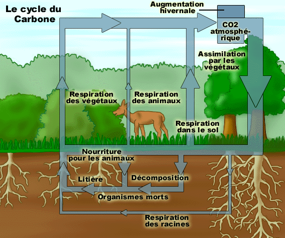 Géographie et environnement: Le cycle du carbone