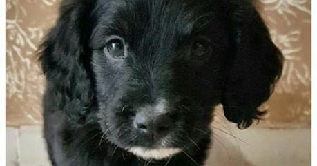 Adoptándonos: Lenon, hermoso cachorrito mestizo de cocker en adopción