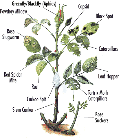 How to rose Plant Diseases and Pests