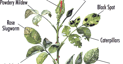 Gardening Tips For Beginners: How to identify rose Plant Diseases and Pests