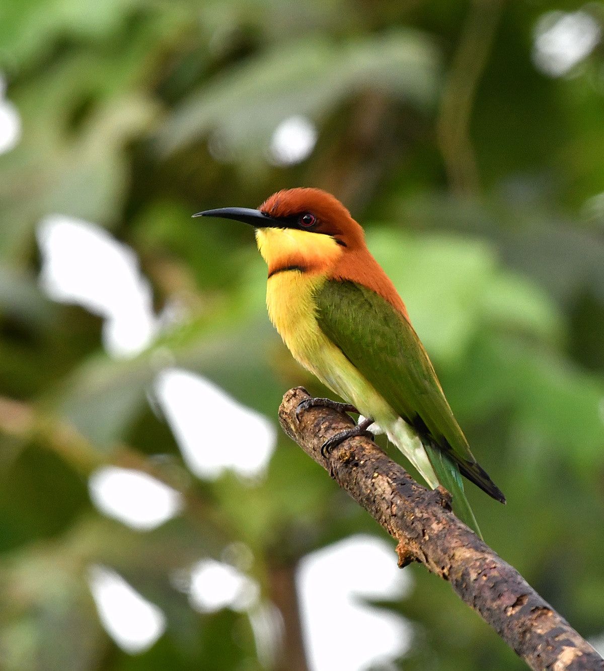 The Life Journey in Photography: Chestnut-headed Bee-eater @ Kinta ...