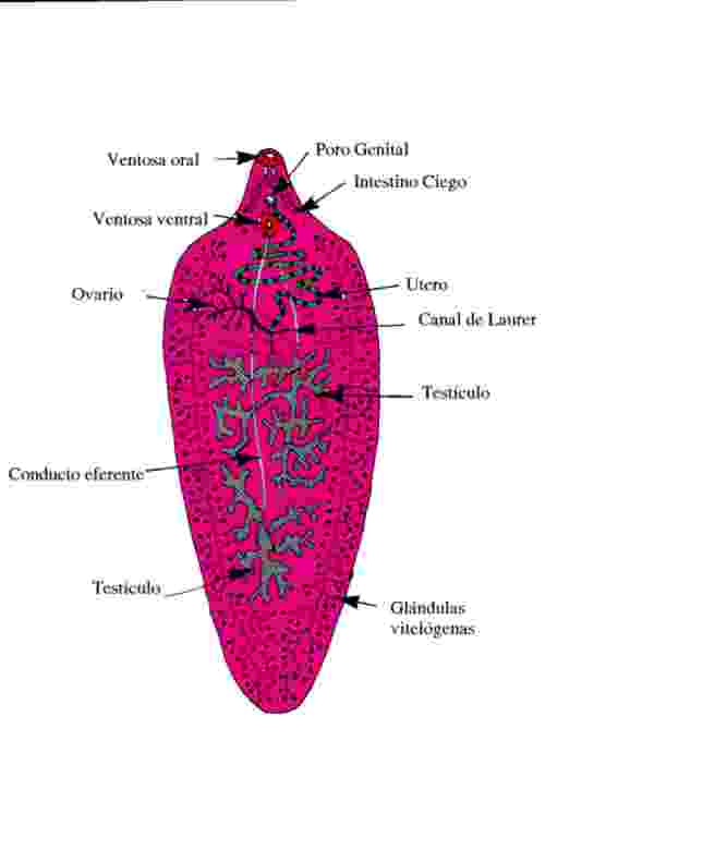 PARASITOLOGIA NUTRICION: FASCIOLASIS