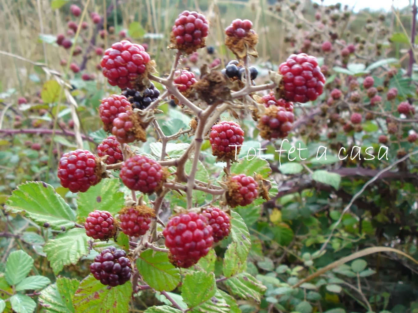 TOT FET A CASA: MELMELADA DE MORES