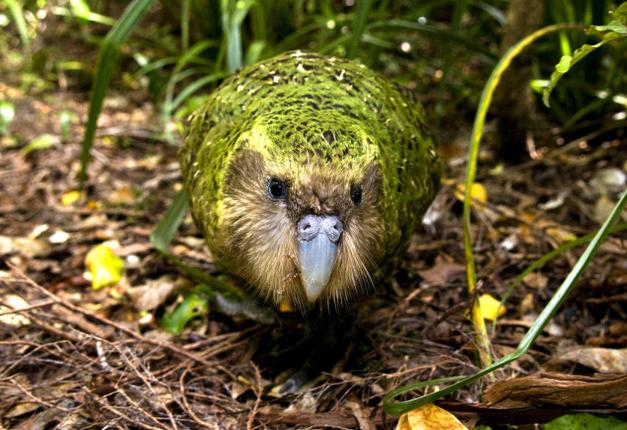The Kakapo Parrot: is the World's Most Favorite Species