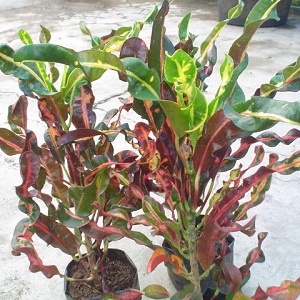 Tanaman Puring (Codiaeum variegatum) - Ganesha Flora Bali