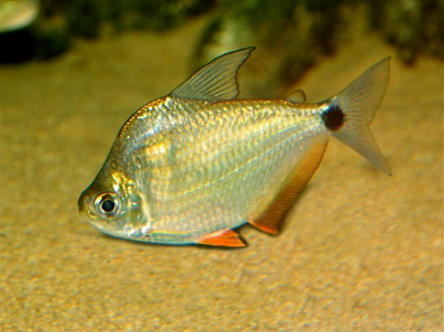 cut husna: Fiksi & Fakta Mengenai Ikan Piranha