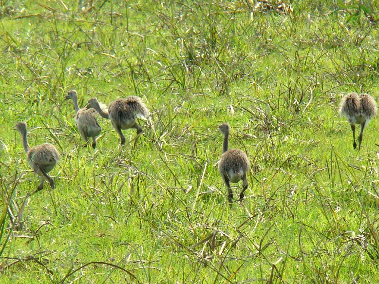 Fauna Brasileira: ema
