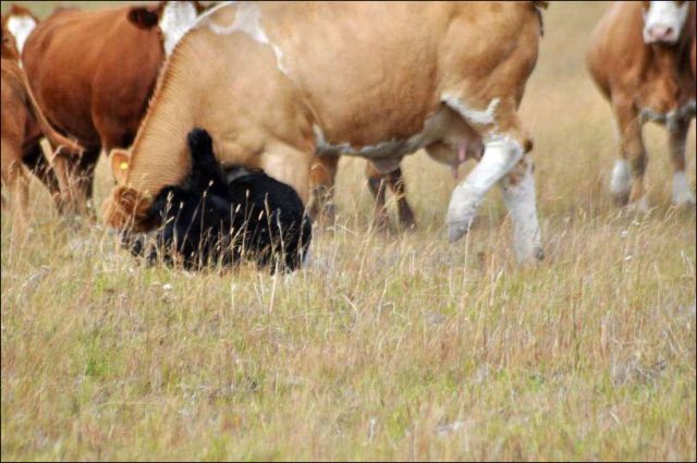 Funny Cool Pictures: Brave Black Bear Takes On Cow Herd