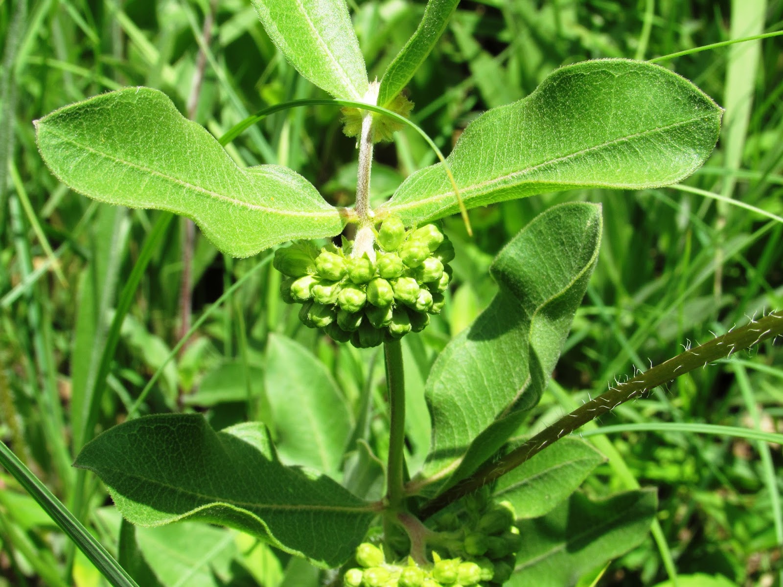 the common milkweed: Magic & Southern Indiana Glades (no not the air ...
