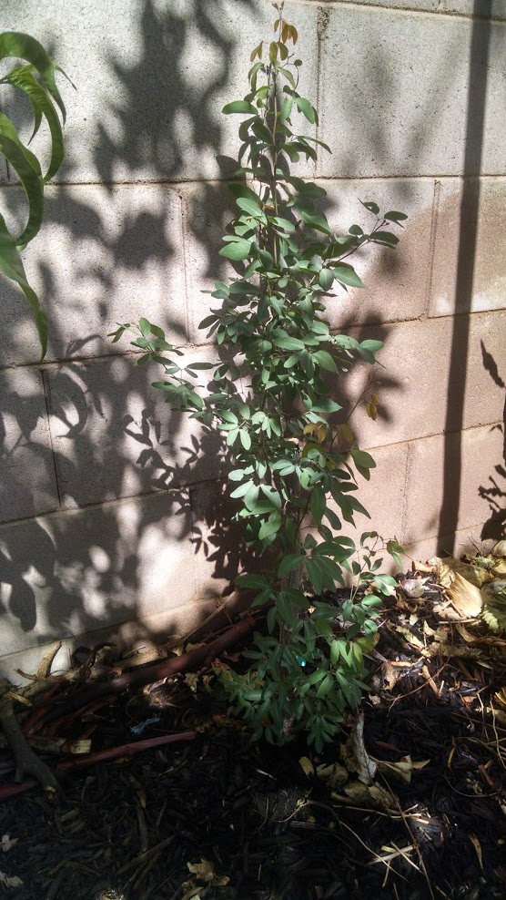 Desert Valley Orchard: Guamuchil