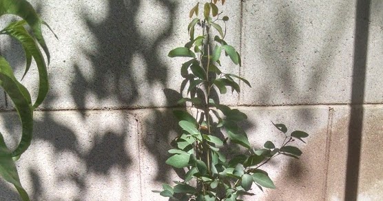 Desert Valley Orchard: Guamuchil