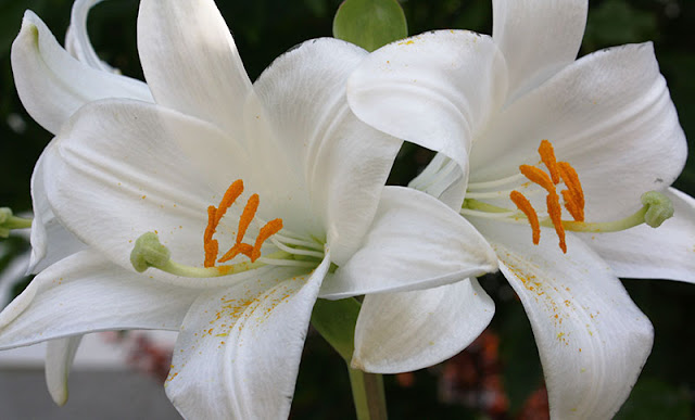Il piccolo giardino di L.: I gigli di Sant'Antonio e le criocere del ...