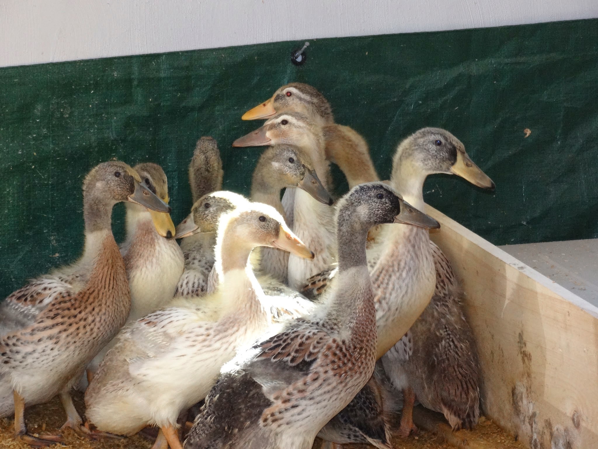 NOMADIC CHEF: Raising Welsh Harlequin Ducklings - Week Four