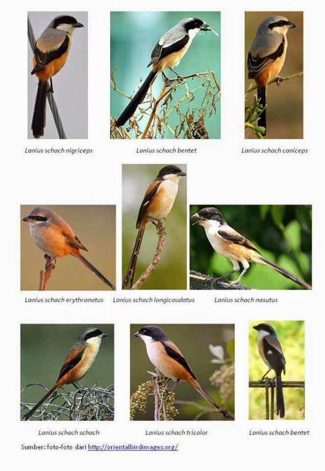 Masteran Cendet Pilihan dan Terbaik 2015