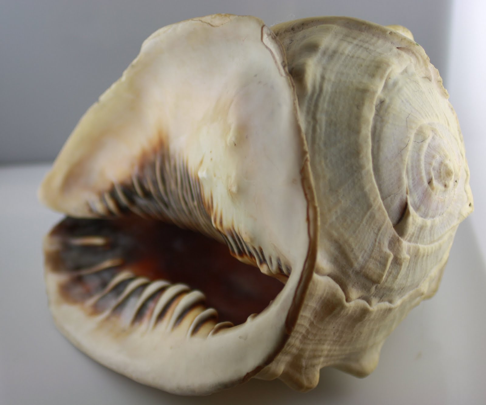 More than sparkle: Types of cameo shells