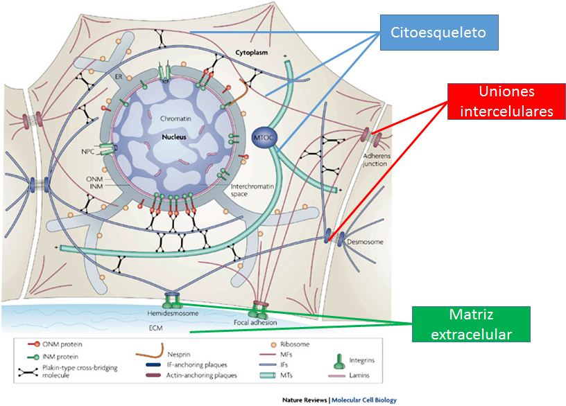 B.log.ia 2.0: Adquisición de la organización tisular