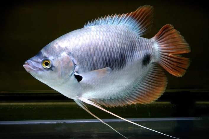 Gambar Ikan Gurame dari Berbagai Jenis