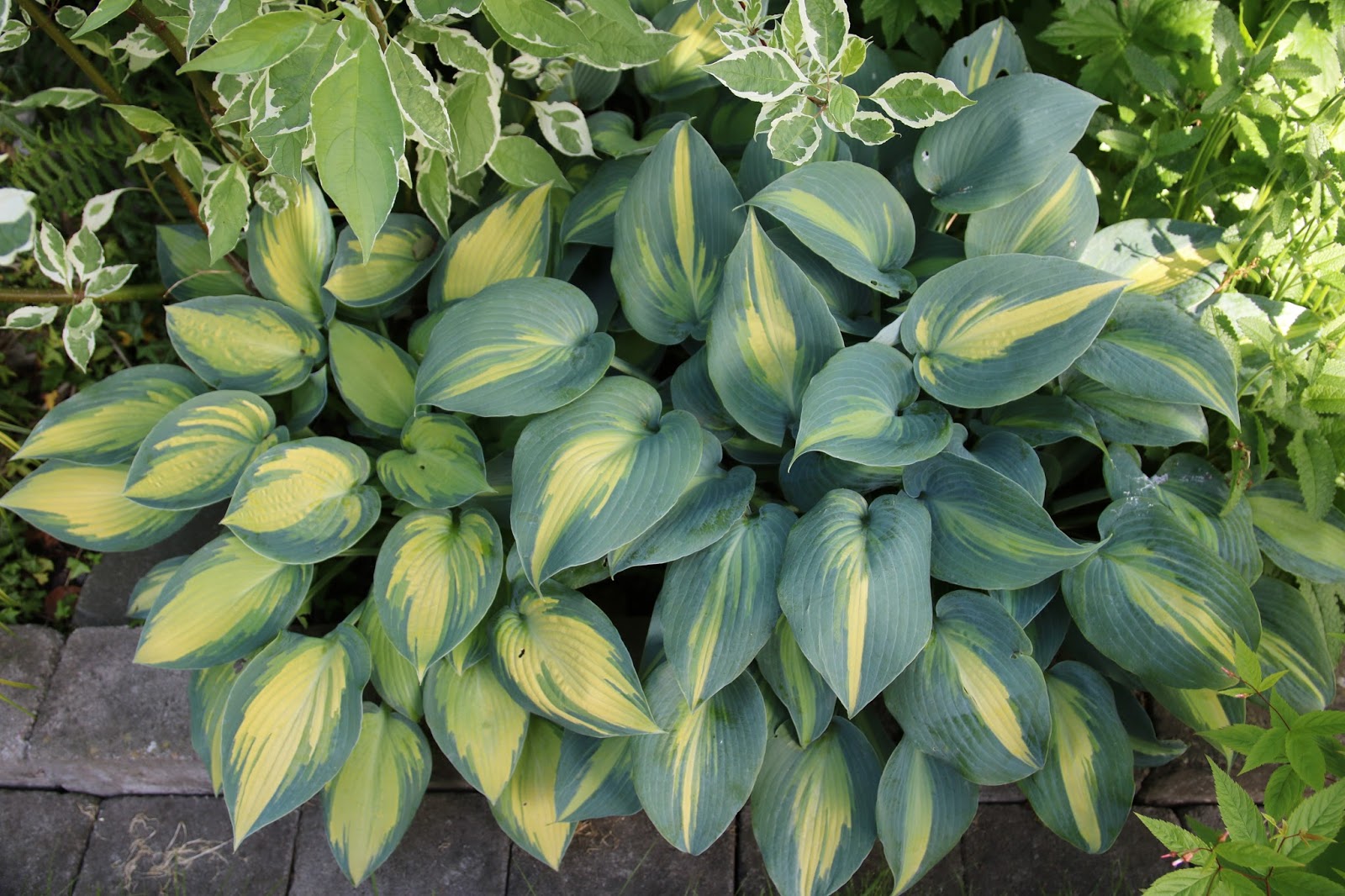 Trädgård i Torslanda: Hosta 'June'