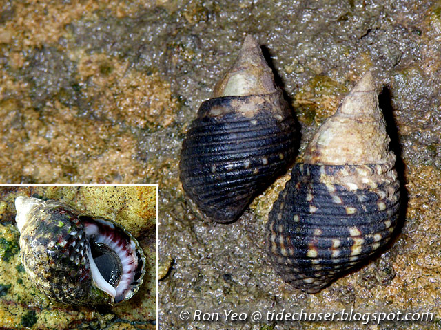 tHE tiDE cHAsER: Periwinkles (Phylum Mollusca: Family Littorinidae) of ...