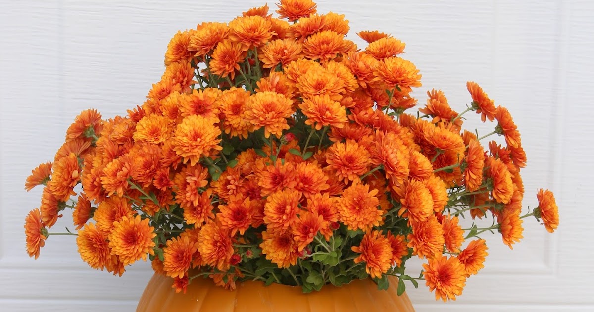 GARDEN MUMS -- RUST-COLORED AND BEAUTIFUL FOR THE FALL - Sowing the Seeds