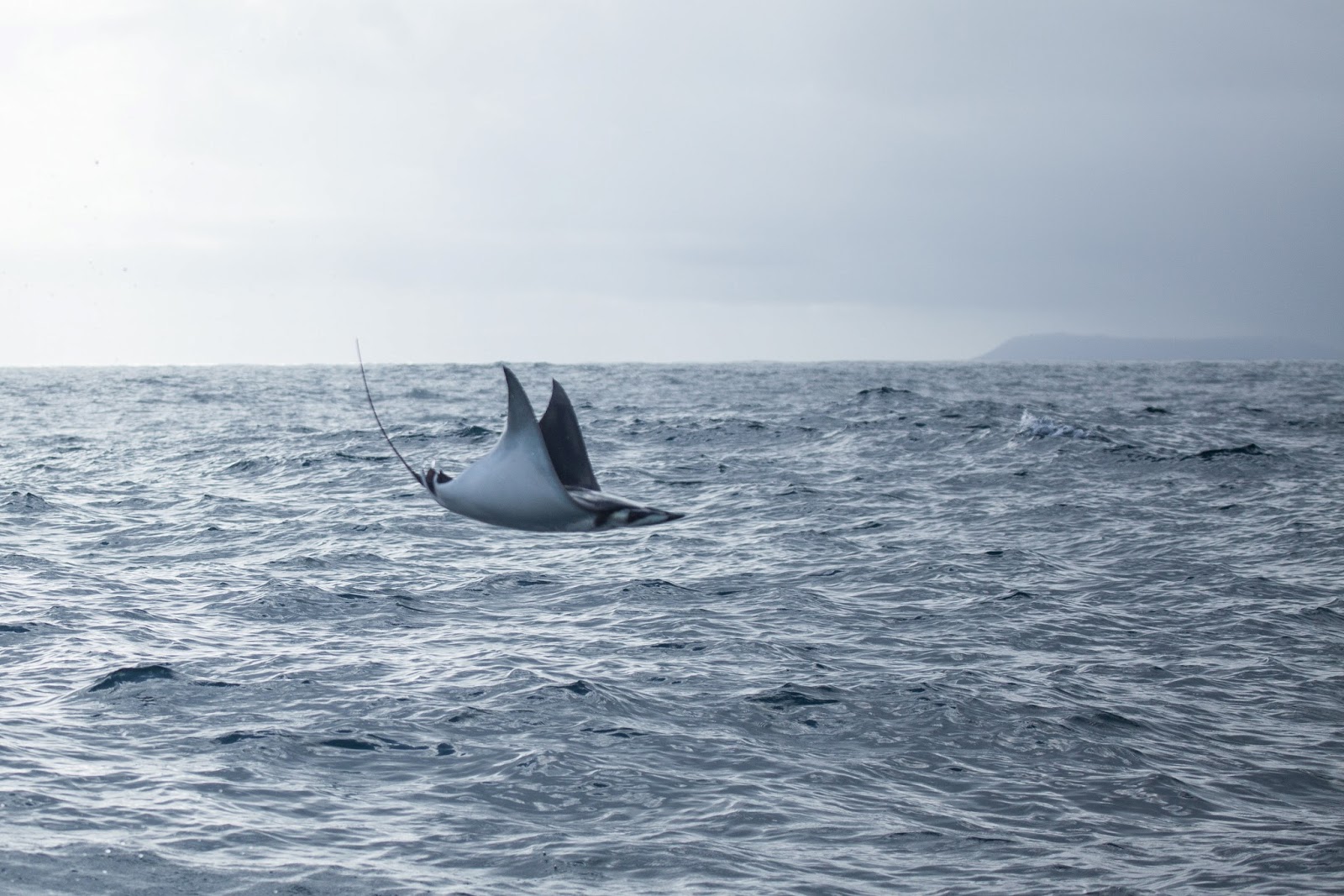Tiptoeing across the globe...: Jumping Manta Rays... who knew?