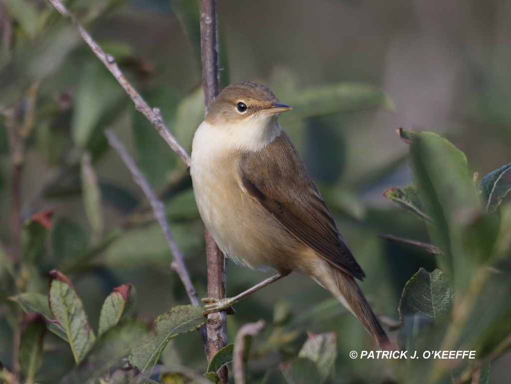 Raw Birds: EURASIAN REED WARBLER (Acrocephalus scirpaceus ...