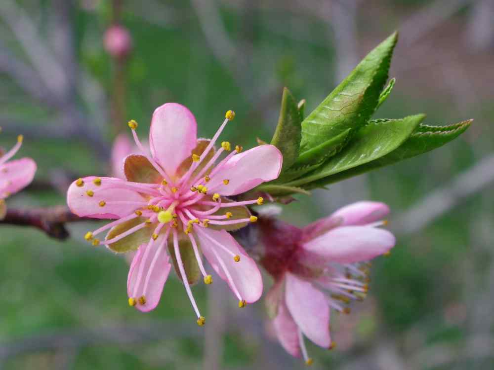 DIÁRIO COM A NATUREZA: 16 DE JUNHO - PESSEGUEIRO - PÊSSEGO - FRUTA ...