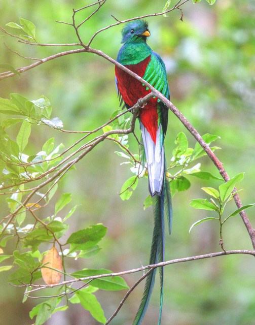 Blog Pensando Alto: Nas plumas de Quetzacoalt: a principal divindade da ...
