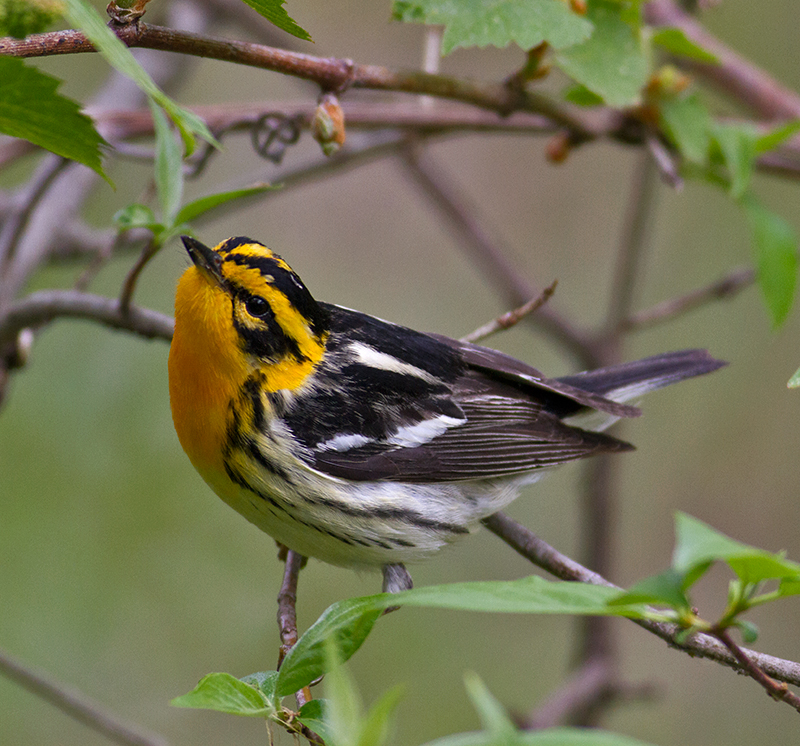 Lost in BIrding: The Warbler "low down"...OHIO (12 May)