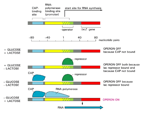 The lac Operon Explained [Updated] ~ Car Reviews