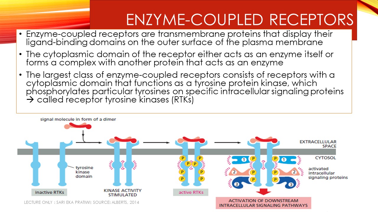 MOLECULAR BIOLOGY AND PATHOBIOLOGY : KULIAH 4- CELL SIGNALLING