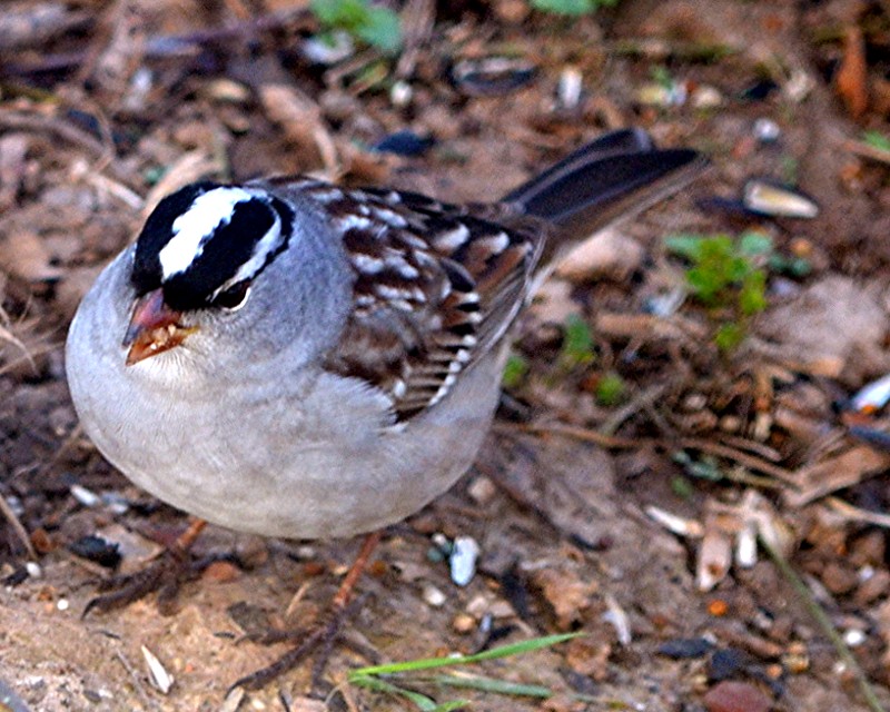 nature tales and camera trails: White-crowned Sparrow most recent arrival