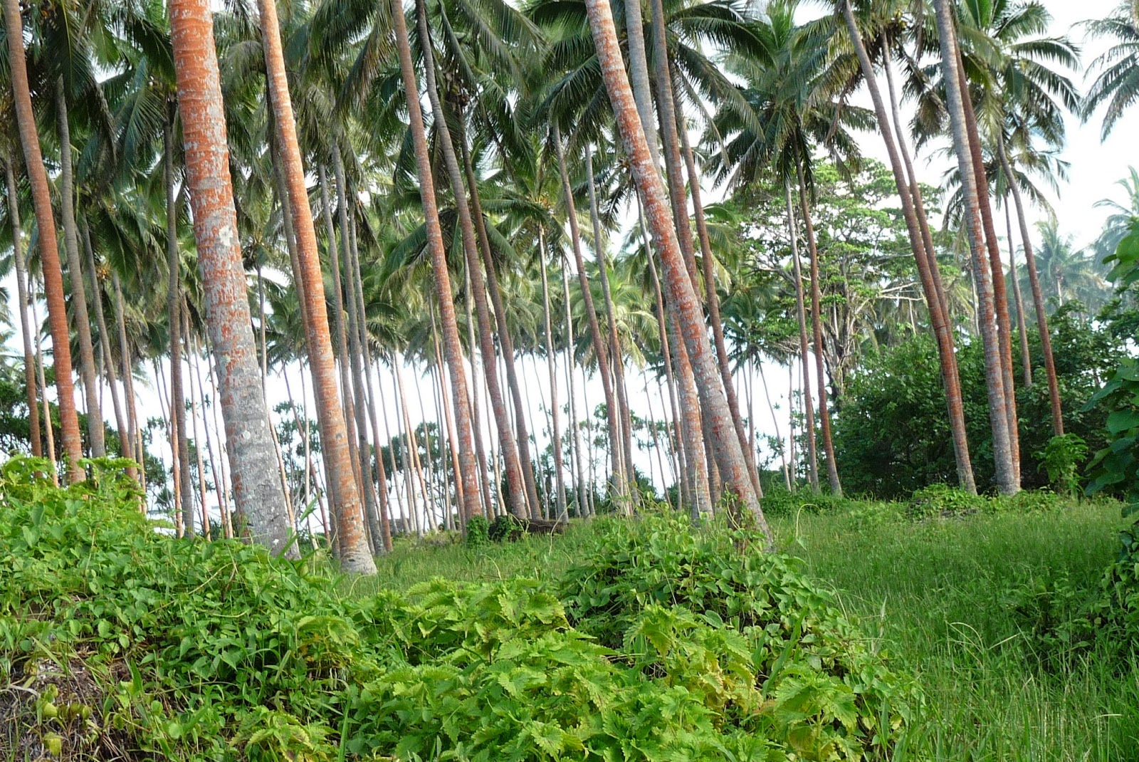 Sous le banyan: Le cocotier