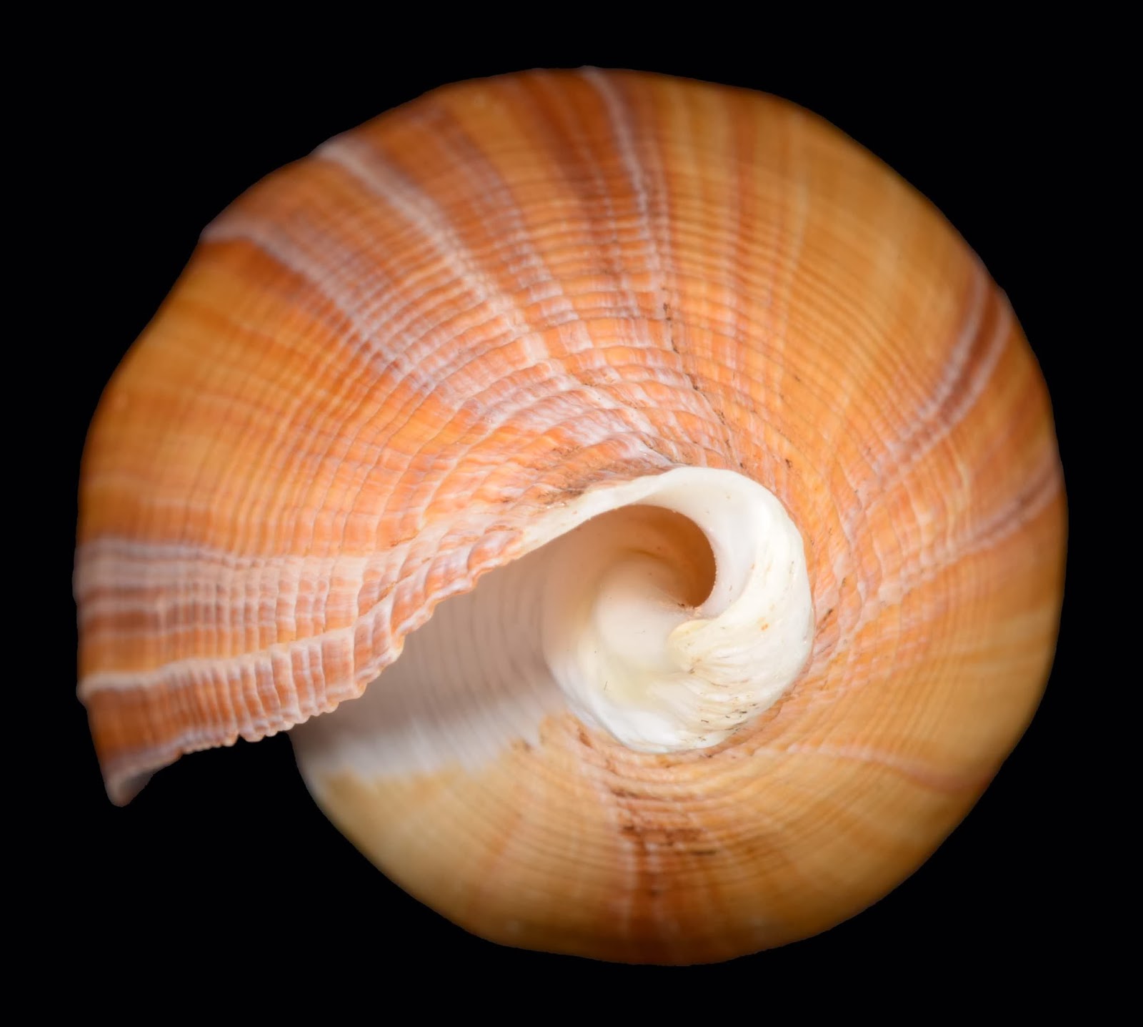 Dr. Lee's Gallery Museum: Conus sulcatus bocki 74.7mm 木乃伊芋螺