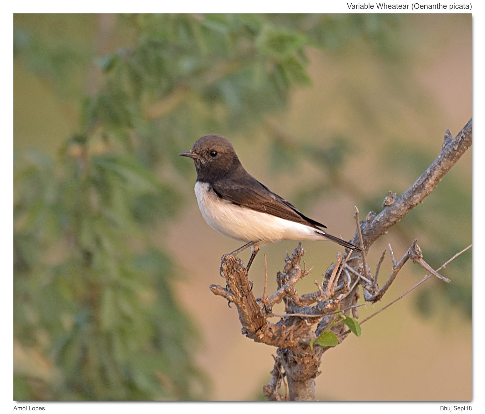 AmolDiego: Bhuj Birding