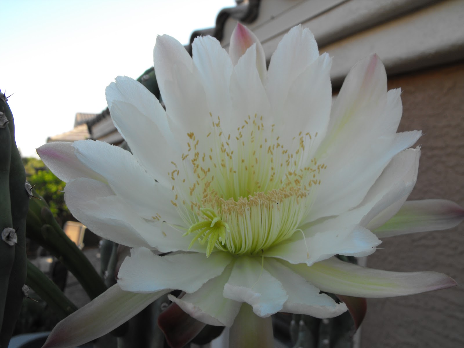 DeBlog! DeBlog!: Cereus Peruvianus Monstrose (a.k.a. Funky Peruvian Cactus)