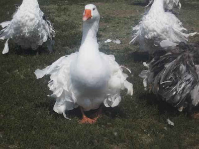 Breed Savers: Sebastopol Geese - The Goose With a Curly "Perm"