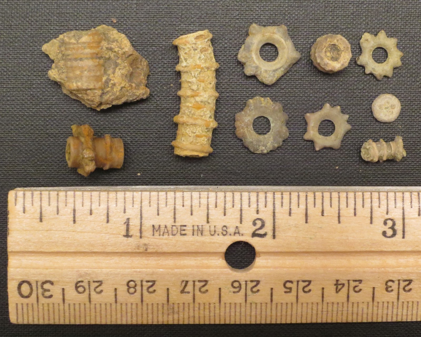 Equatorial Minnesota: Crinoids