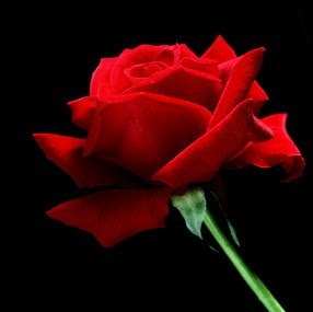 BERBAGAI WARNA BUNGA MAWAR DAN MAKNANYA | dzikuthedziko