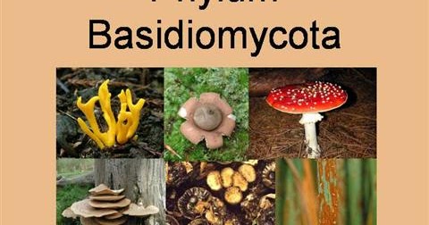 Basidiomicetos